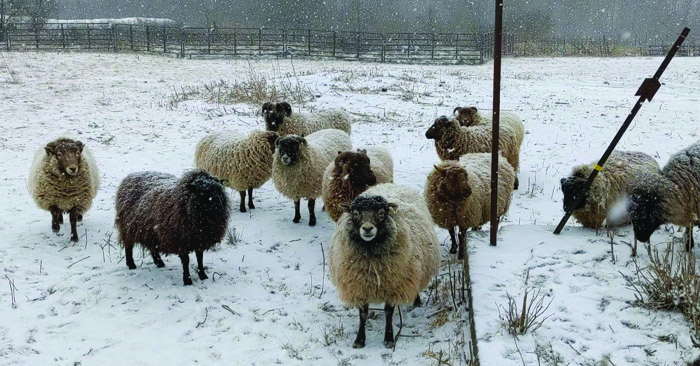 How to Care for Sheep Year-Round - Grit